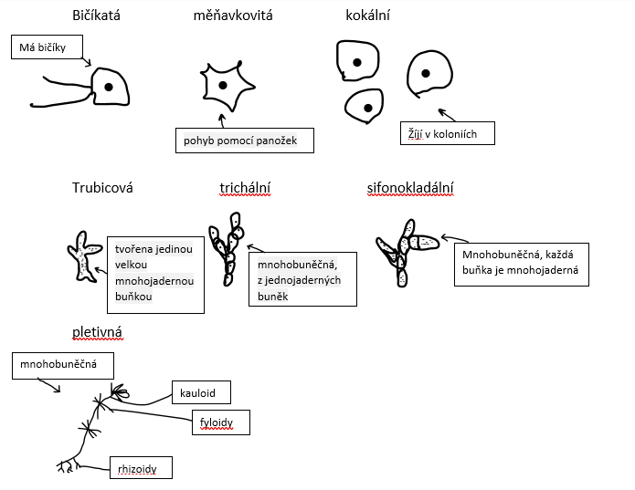 systematika rostlin - nížší rostliny :: biologie jednoduše