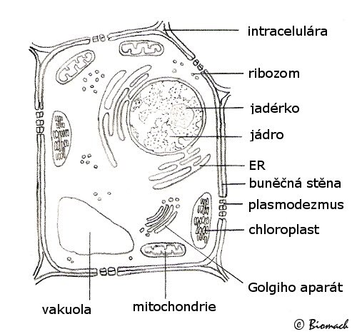 rostlinná buňka :: biologie jednoduše